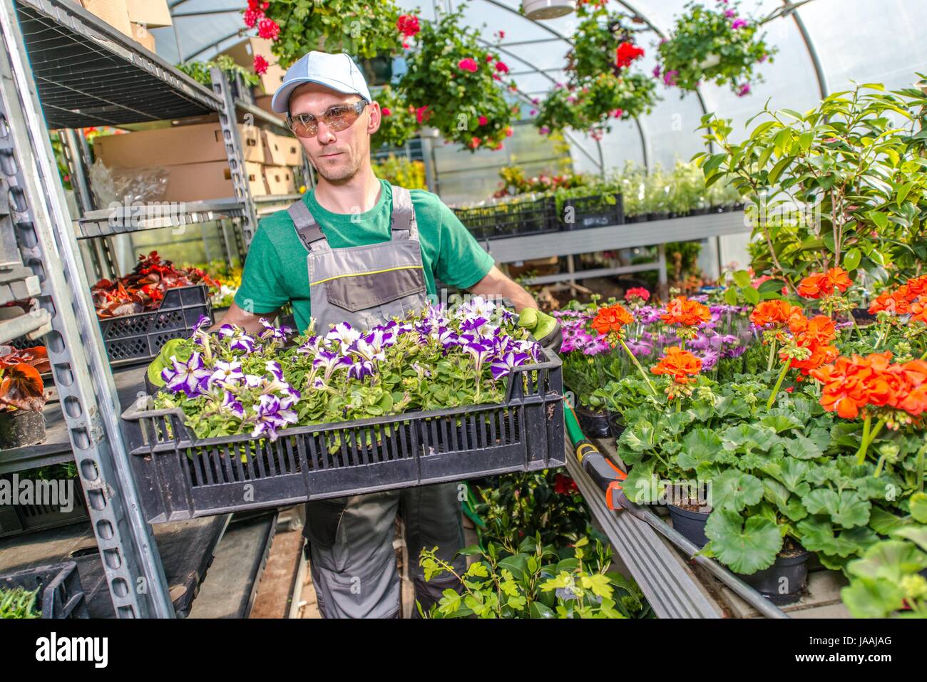 Garden and Flowers Business. Greenhouse Worker. Flowers Cultivation ...