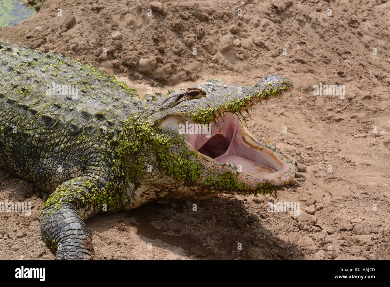 Alligator with mouth wide open laying on sandy shoreline Stock Photo ...