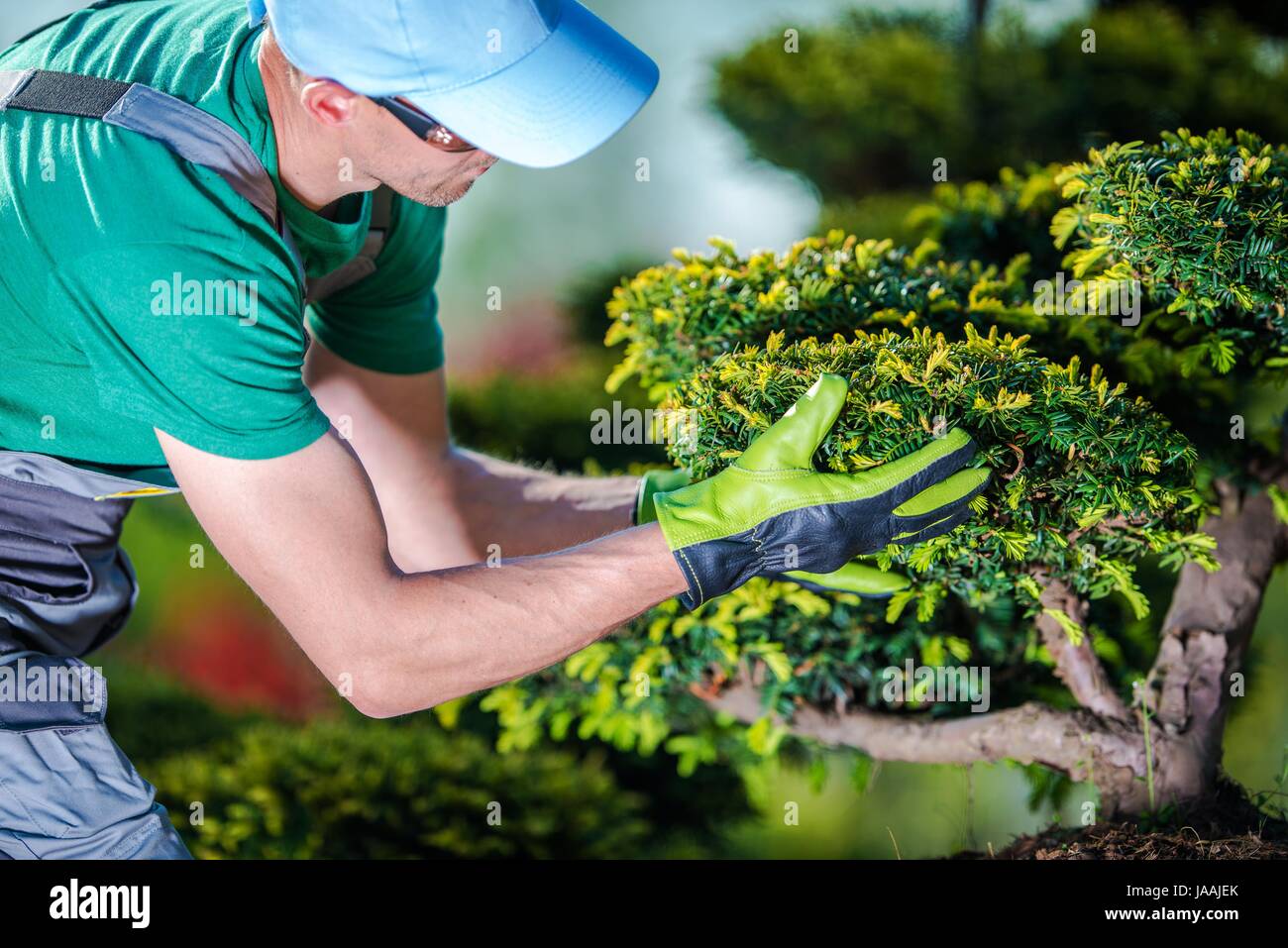 Taking Care of Garden Trees. Caucasian Gardener Checking on His Plants ...