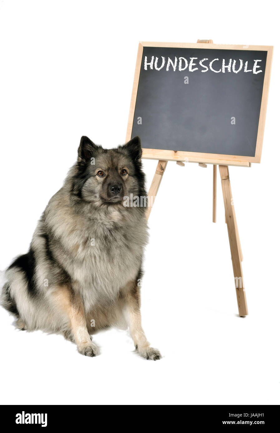 Dog description hi-res stock photography and images - Alamy
