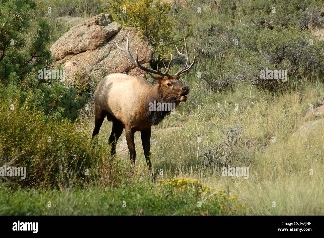 Bull elk bugling during fall rut in Colorado Stock Photo - Alamy