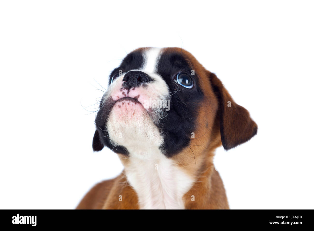 Adorable boxer puppy looking up on a isolated white background Stock ...