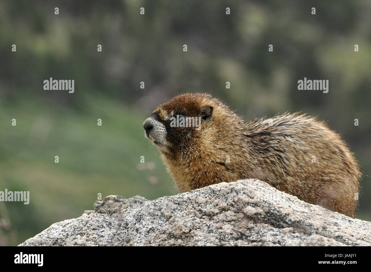 Golden Marmot acts as a sentry keeping watch on rocks above tree line ...