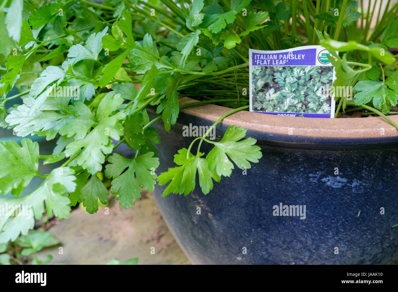 Planter with Organic Parsley Stock Photo - Alamy