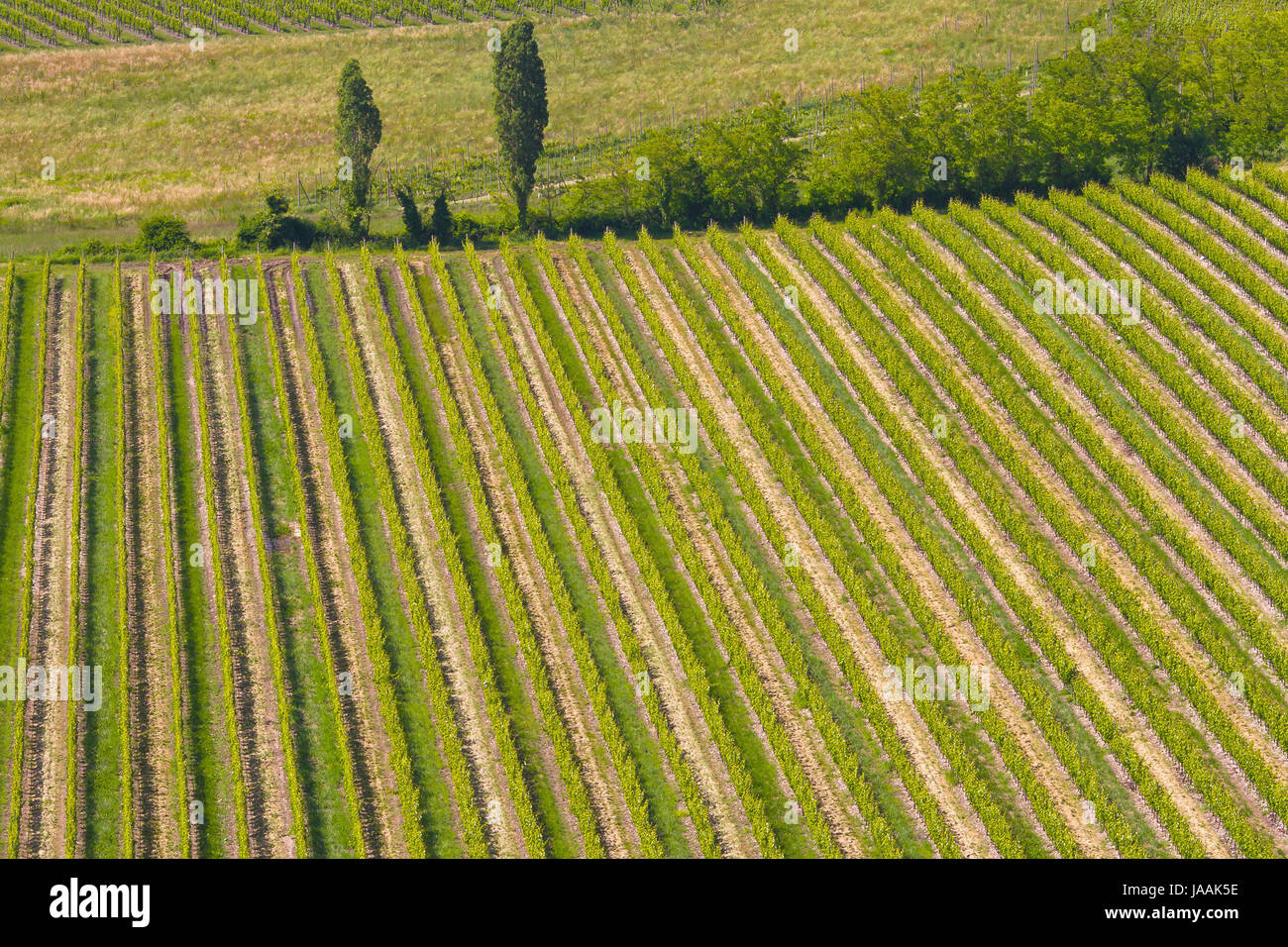 green, lines, sight, view, outlook, perspective, vista, panorama ...