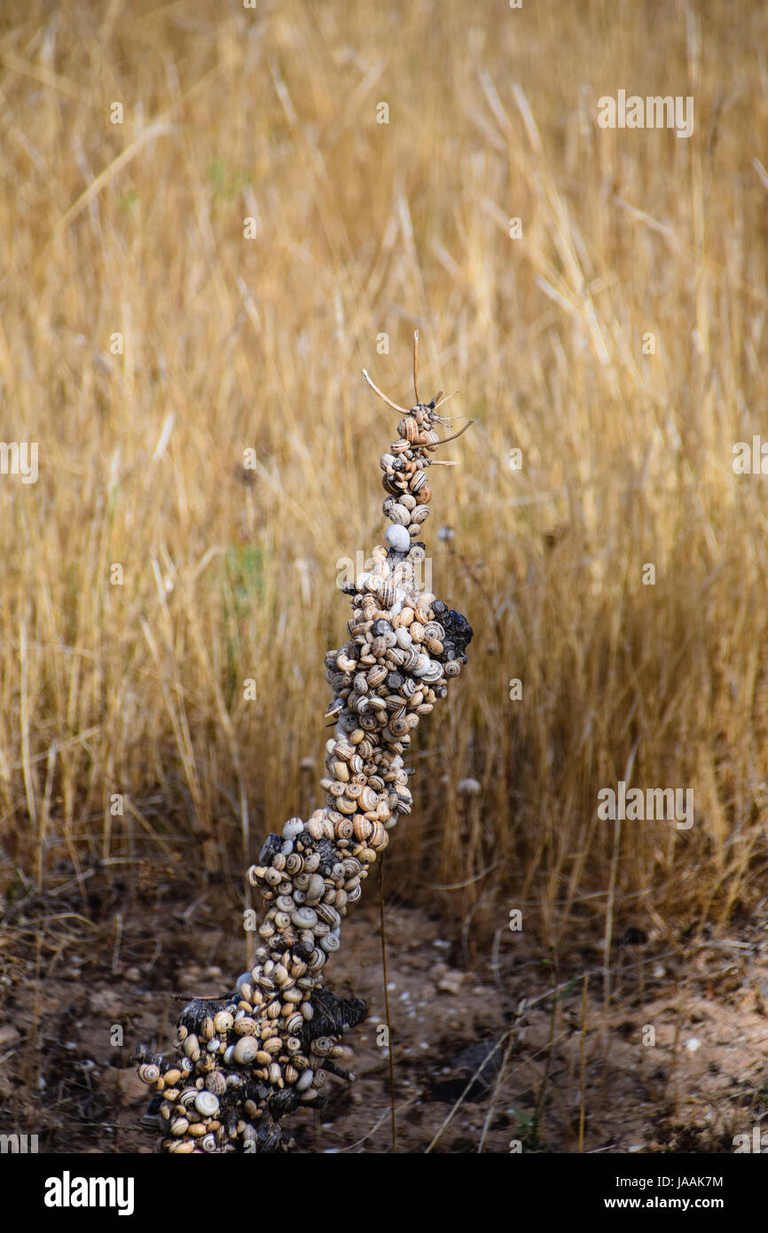 Snails clustered around a plant stem to avoid the heat of the ground in ...