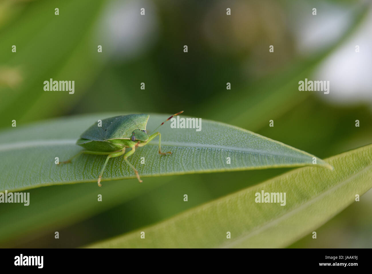 Green shield bug (Palomena prasina) adult on a leaf in Porto Santo ...