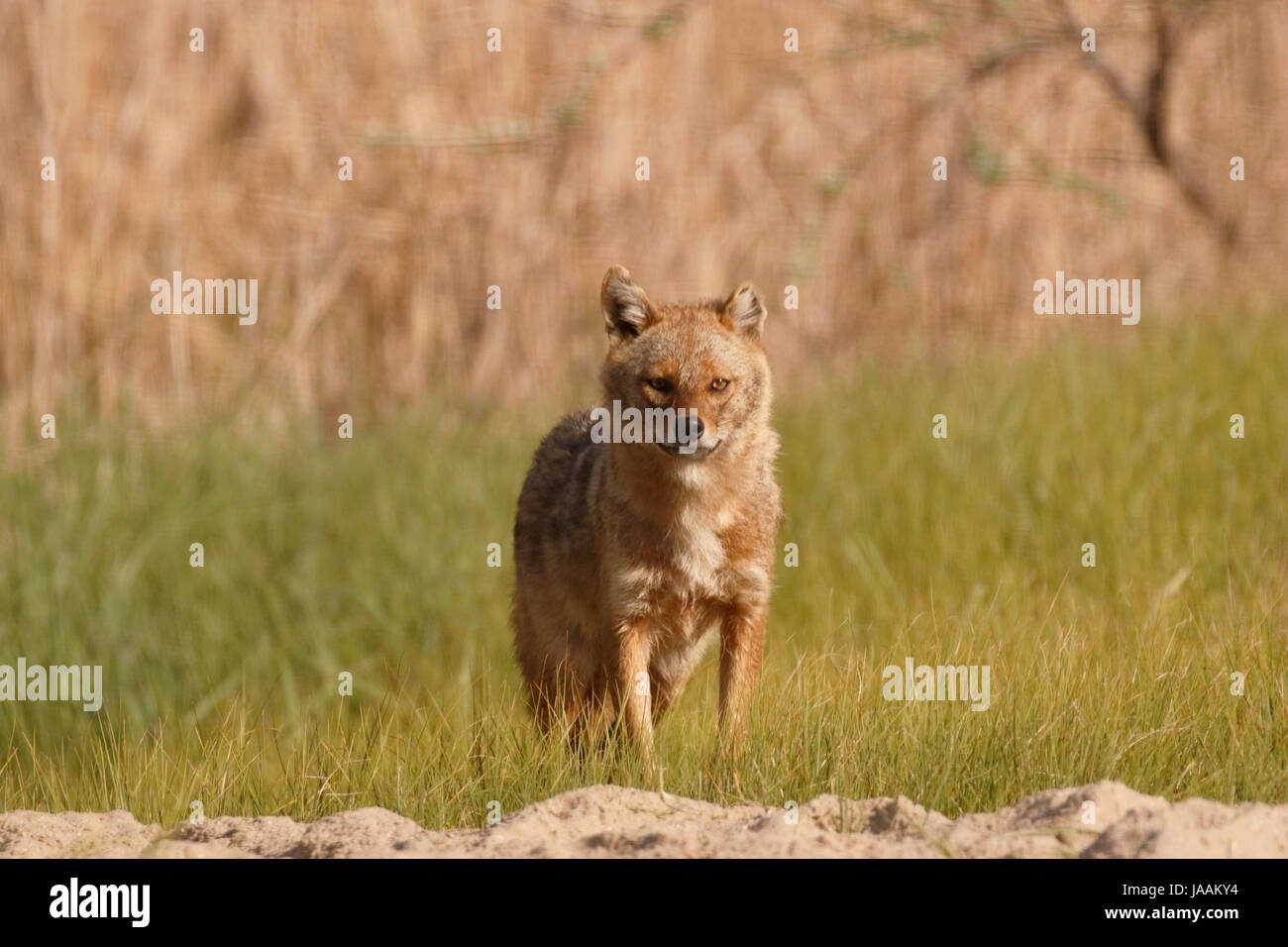 golden jackal (Canis aureus) adult standing on short vegetation, Danube delta, Romania Stock ...