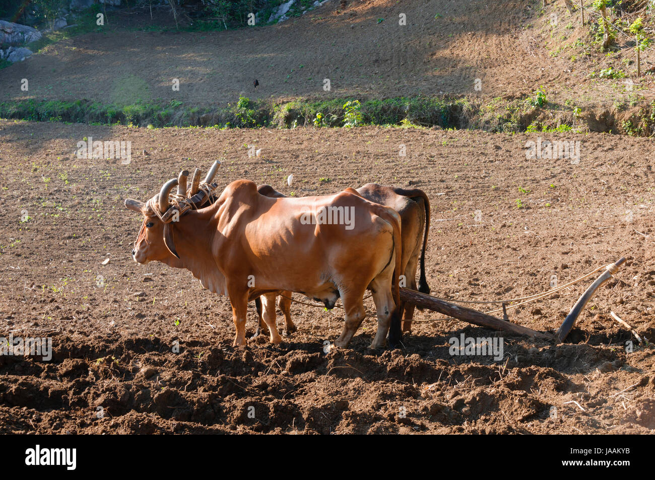 cattle in front of a plow Stock Photo - Alamy