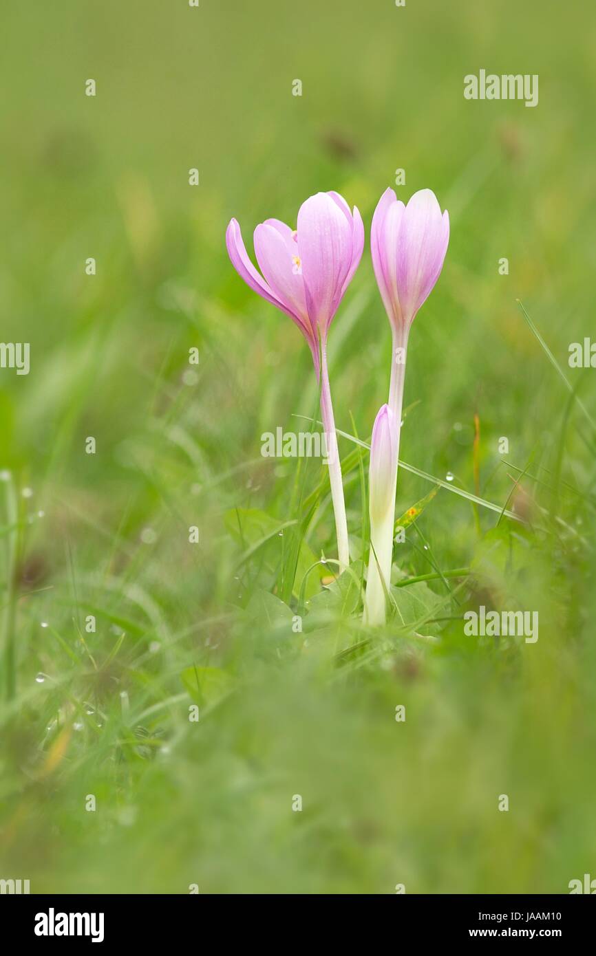 Poison crocus hi-res stock photography and images - Alamy