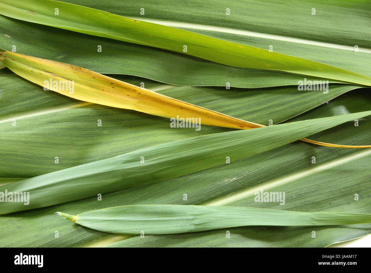 green, leaves, corn, still life, colour, reed, fibres, fibers, colors ...