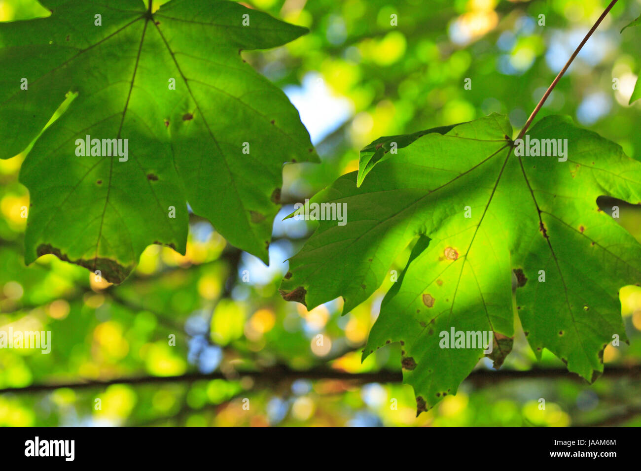 Two large maple leafs in a tree show signs of decay and aging as they ...