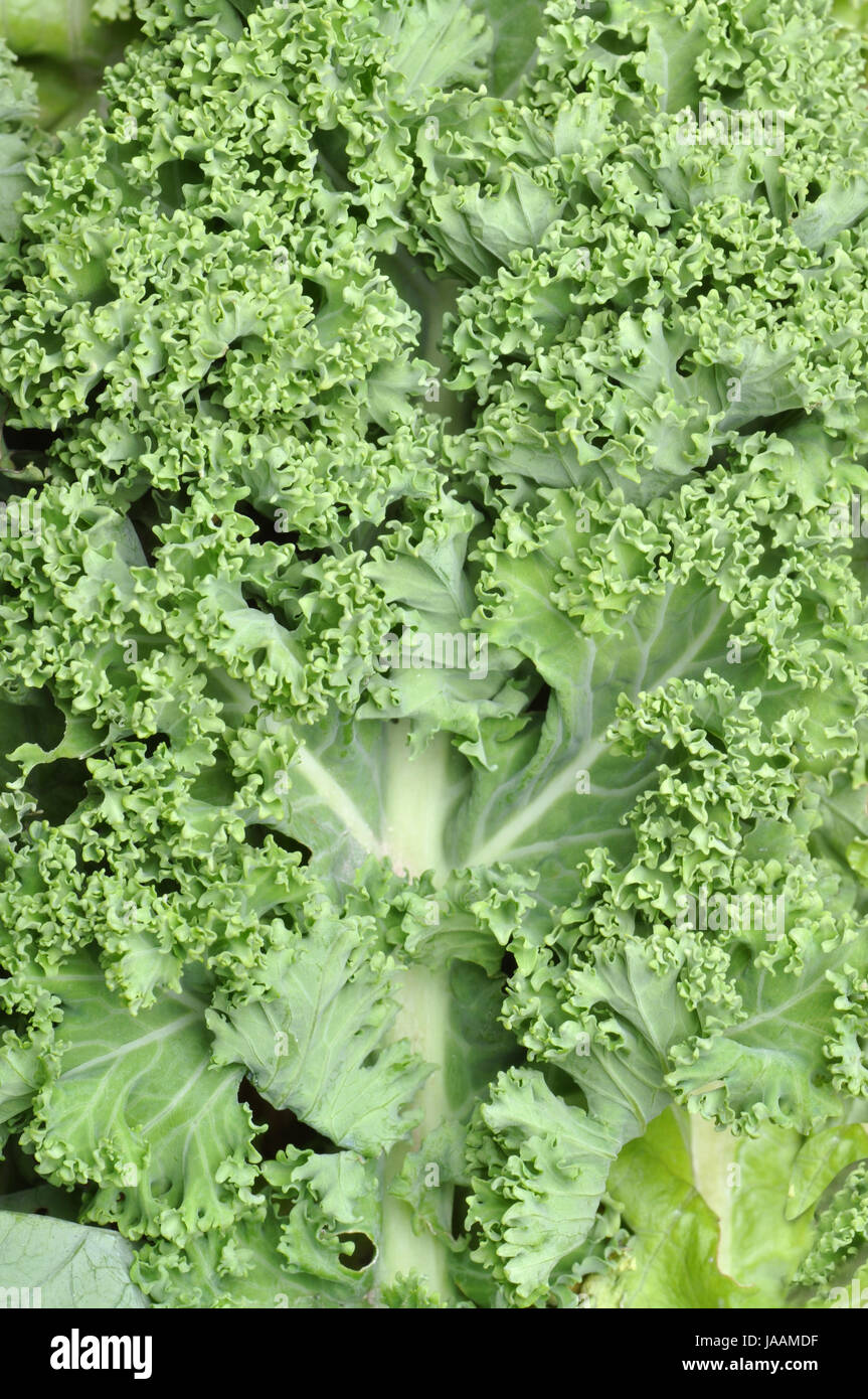 Closeup of kale Stock Photo - Alamy