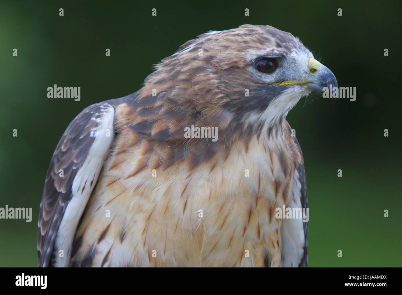 Free raptors hi-res stock photography and images - Alamy