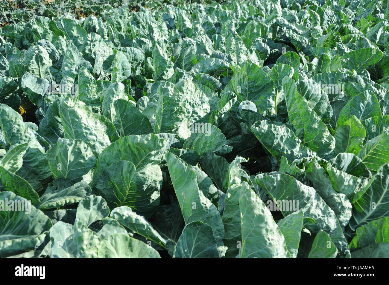 white cabbage on the field Stock Photo - Alamy