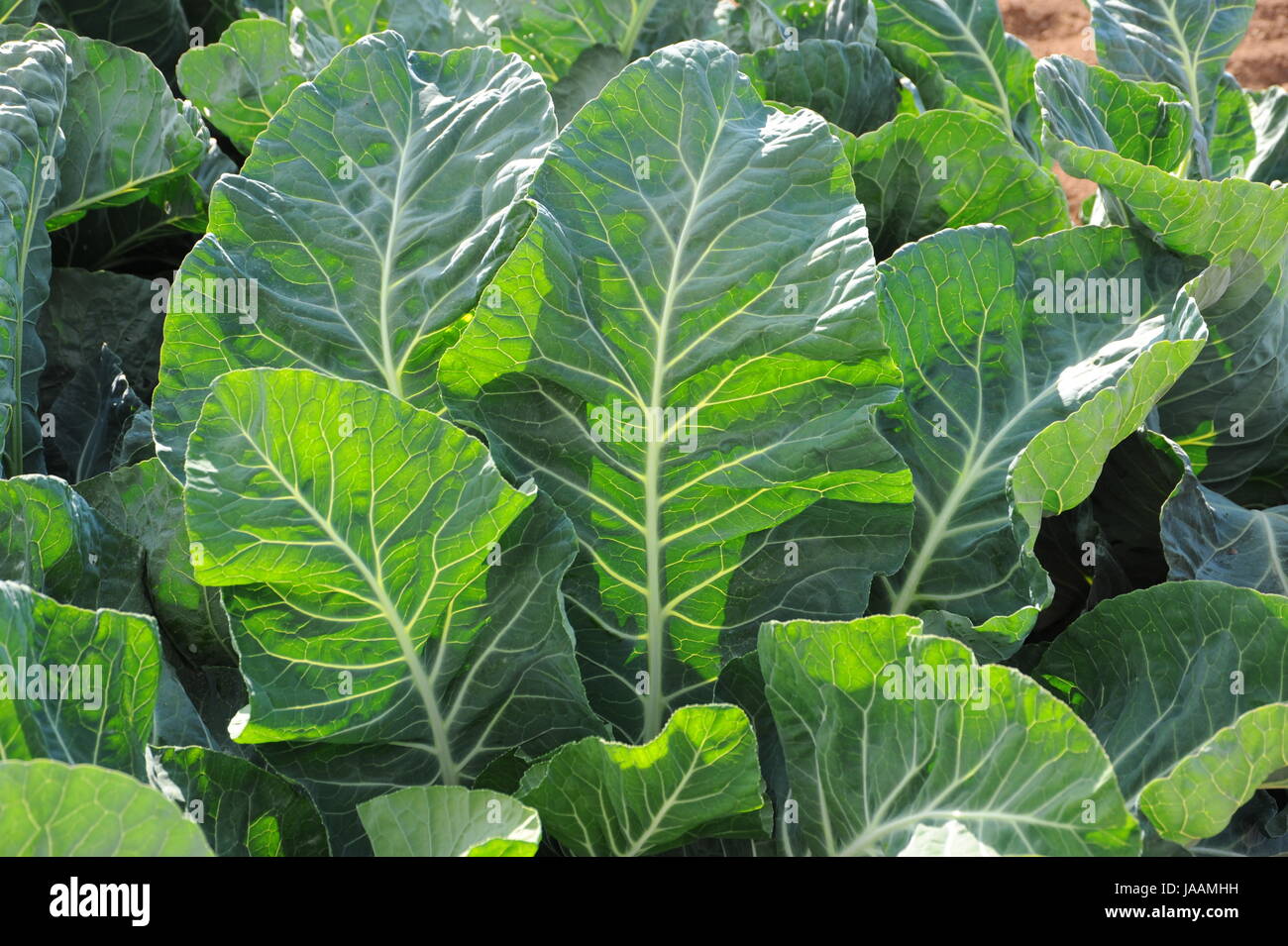 cabbage on the field Stock Photo - Alamy