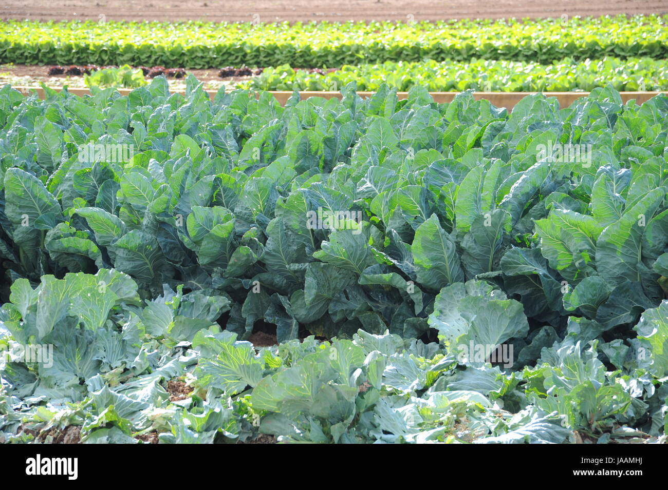white cabbage on the field Stock Photo - Alamy