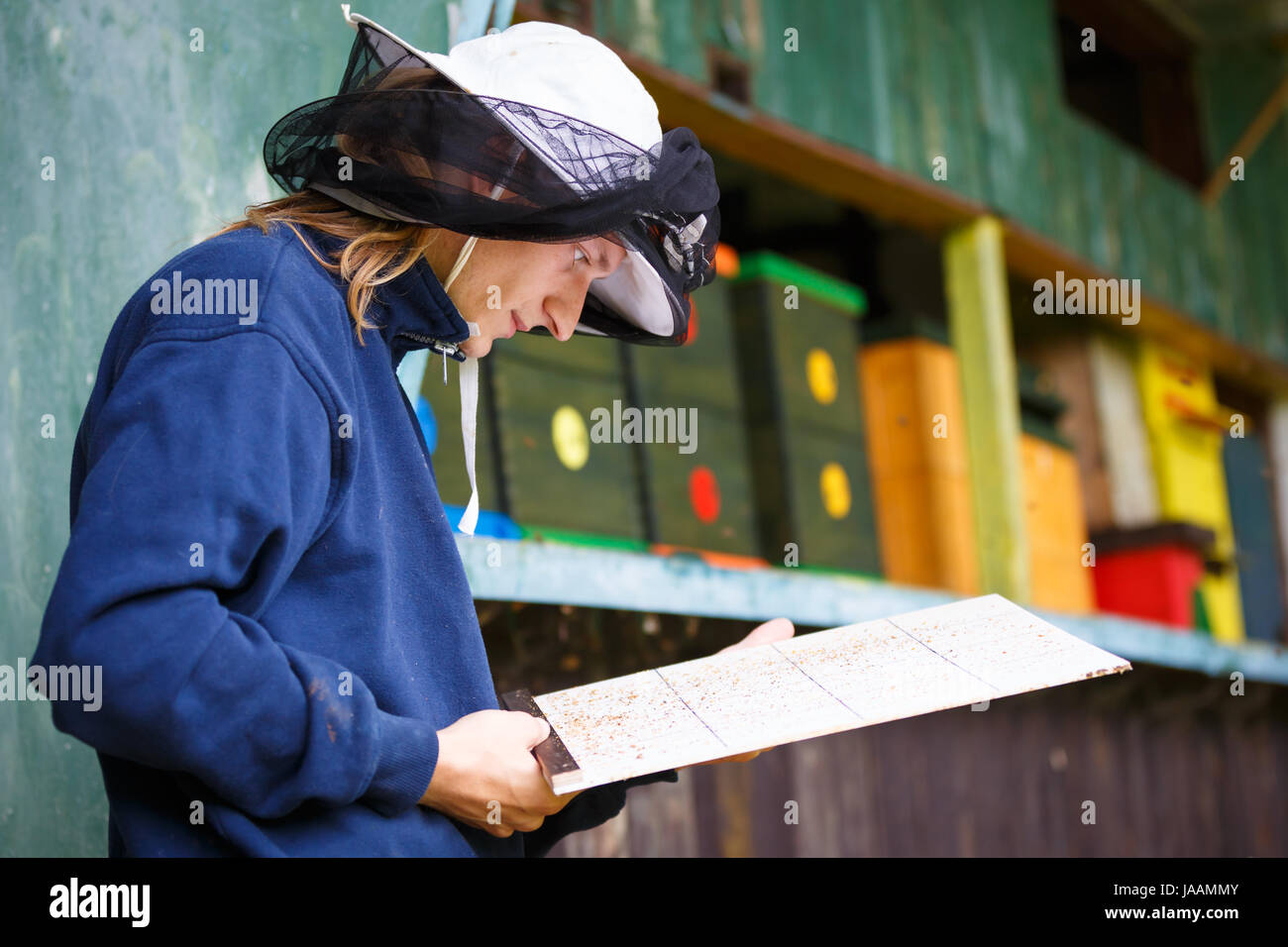 Beehive parasite hi-res stock photography and images - Alamy