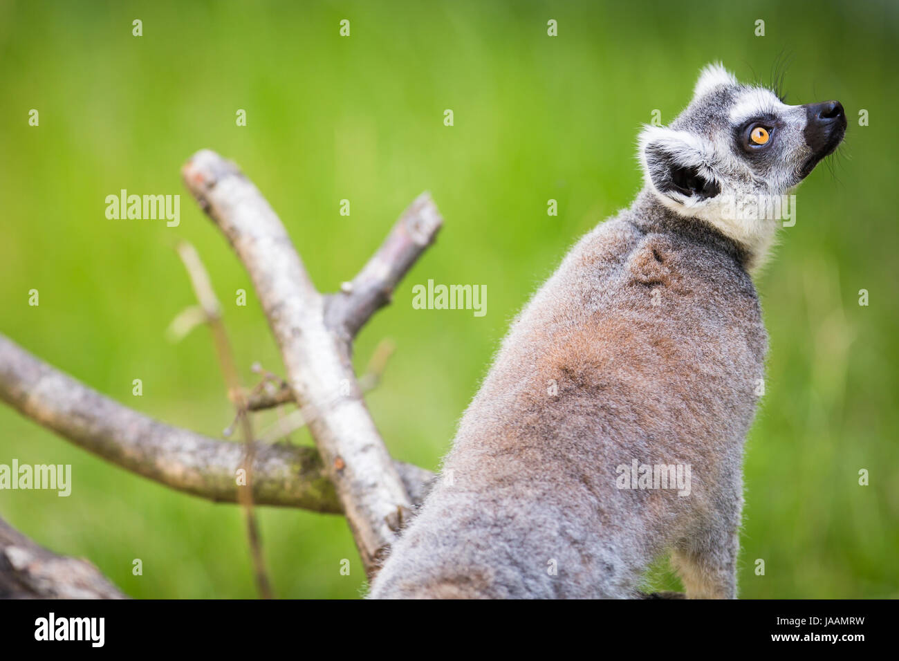 Lemur kata (Lemur catta Stock Photo - Alamy