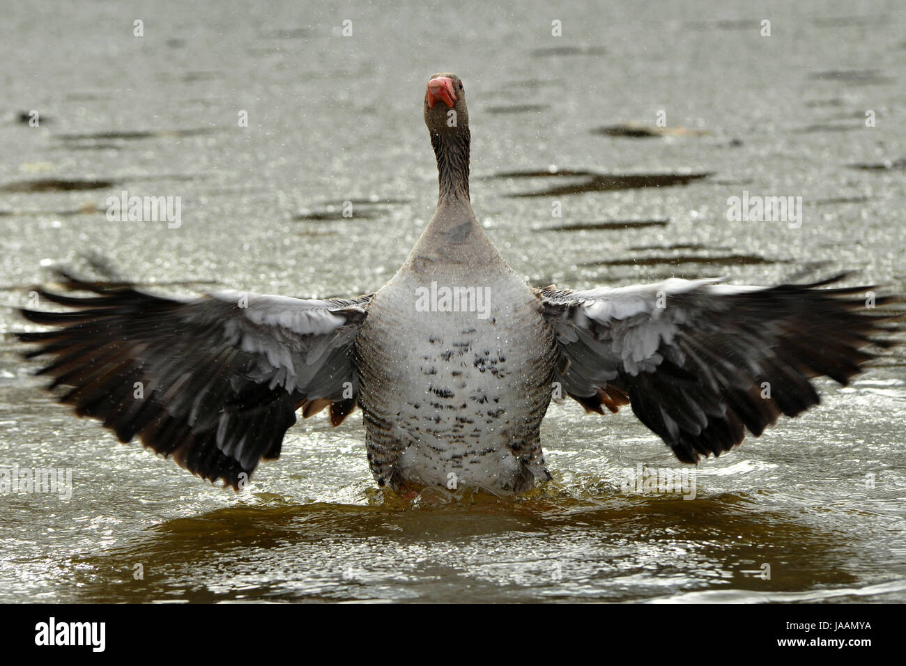 morning laundry am see Stock Photo - Alamy