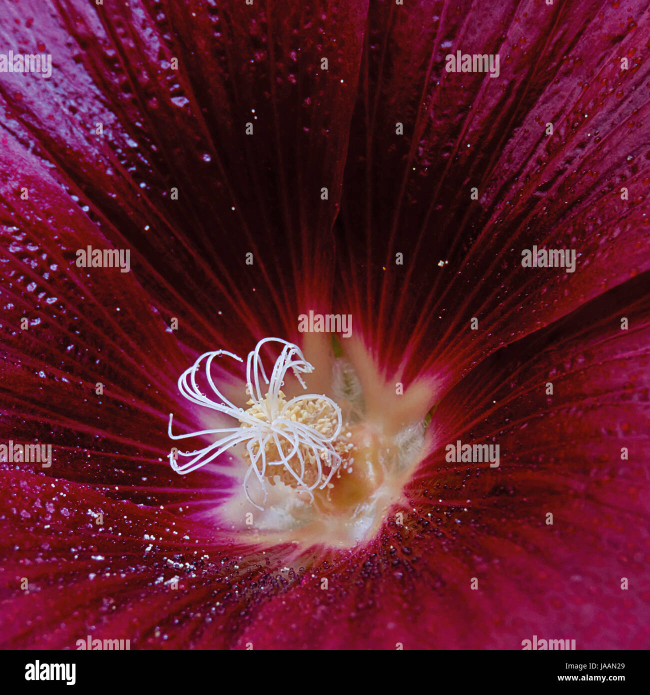 Garten pappelrose hi-res stock photography and images - Alamy