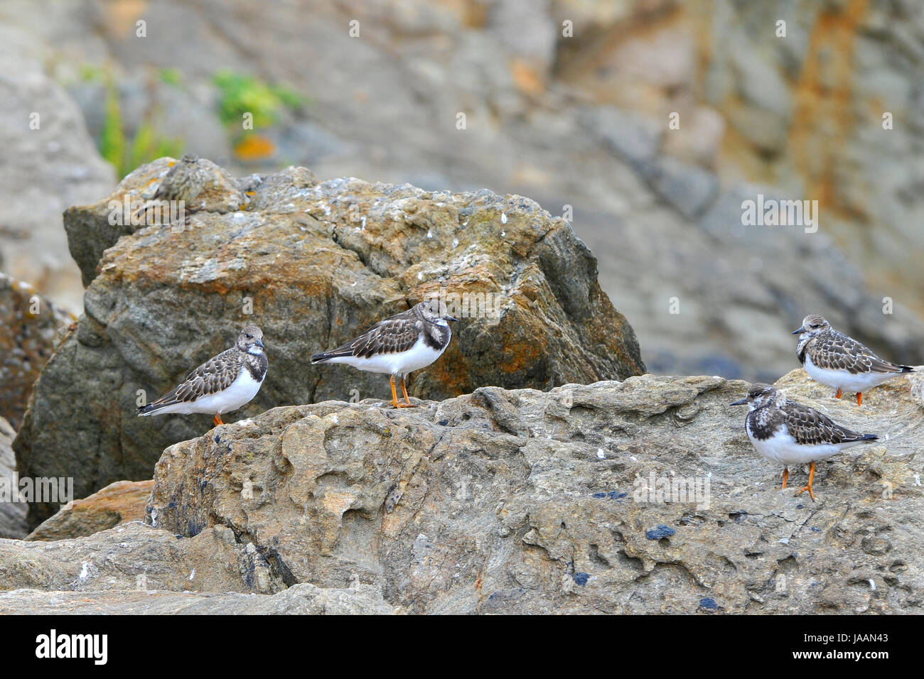 beach runner on rocks Stock Photo - Alamy