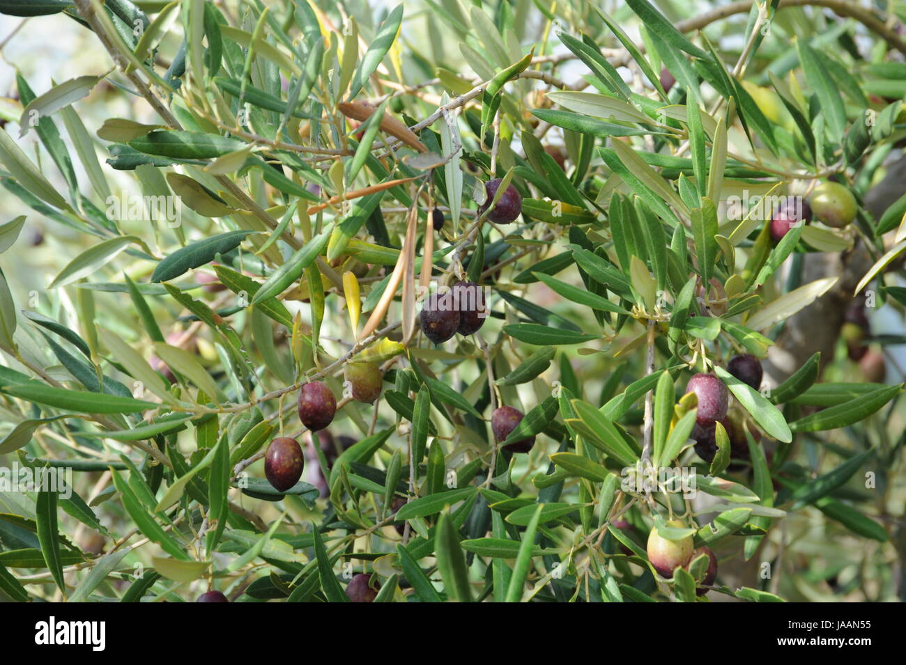 spain - olives on the tree Stock Photo - Alamy