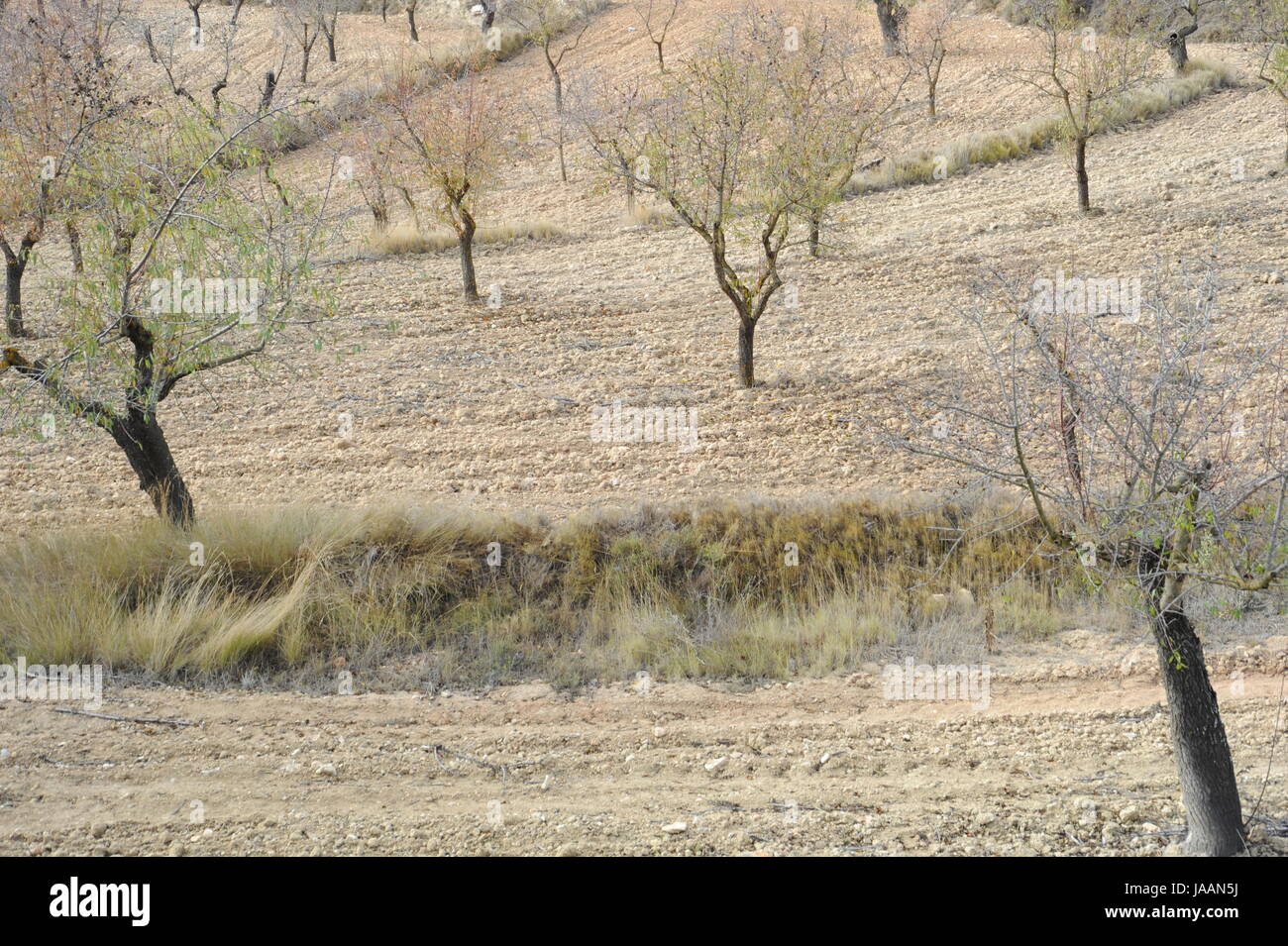 spain - aluminum trees in spring Stock Photo - Alamy