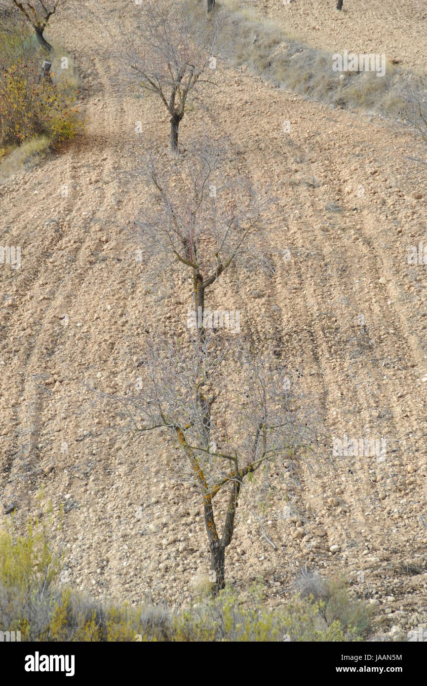 spain - aluminum trees in spring Stock Photo - Alamy