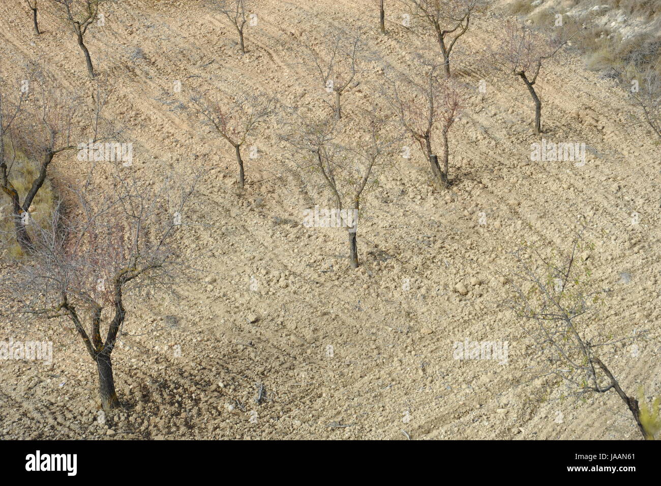 spain - aluminum trees in spring Stock Photo - Alamy