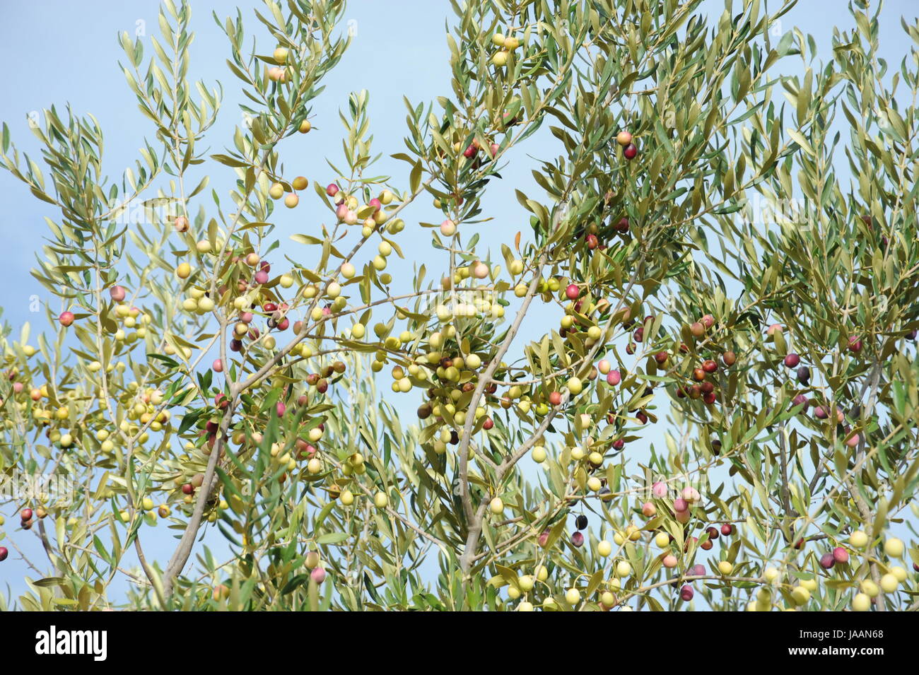 spain - olives on the tree Stock Photo - Alamy