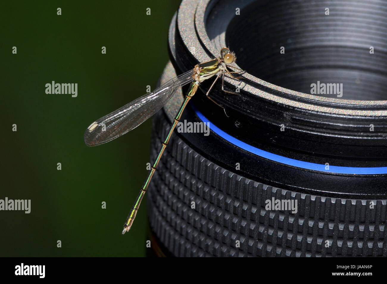 dragonfly on macro lens Stock Photo - Alamy