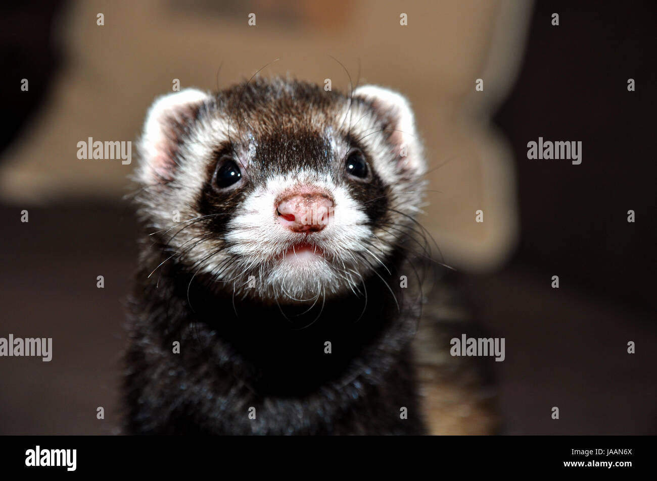 Tame ferret hi-res stock photography and images - Alamy