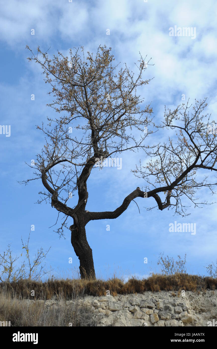 spain - aluminum trees in spring Stock Photo - Alamy