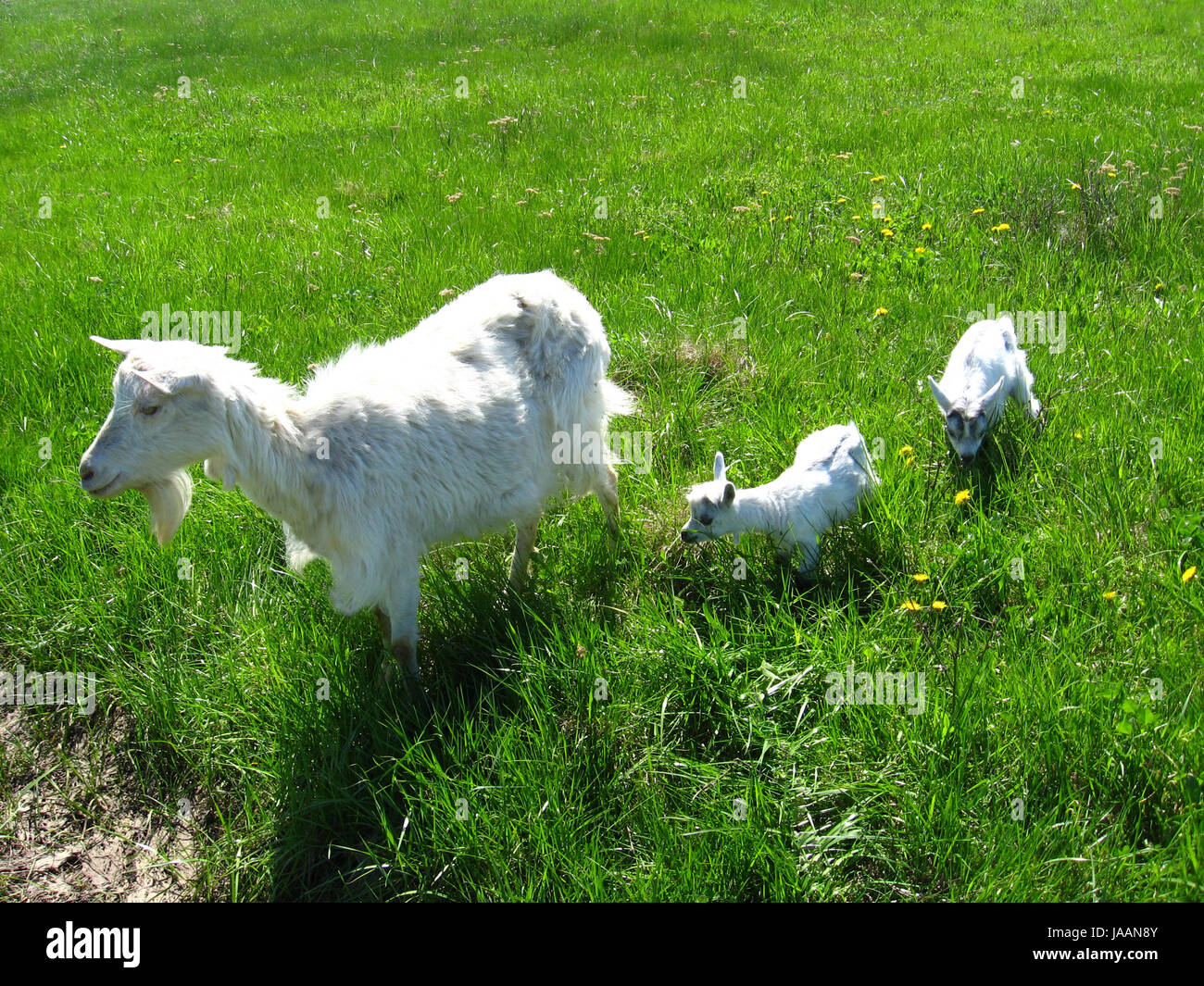Goat and two kids on the green pasture Stock Photo - Alamy