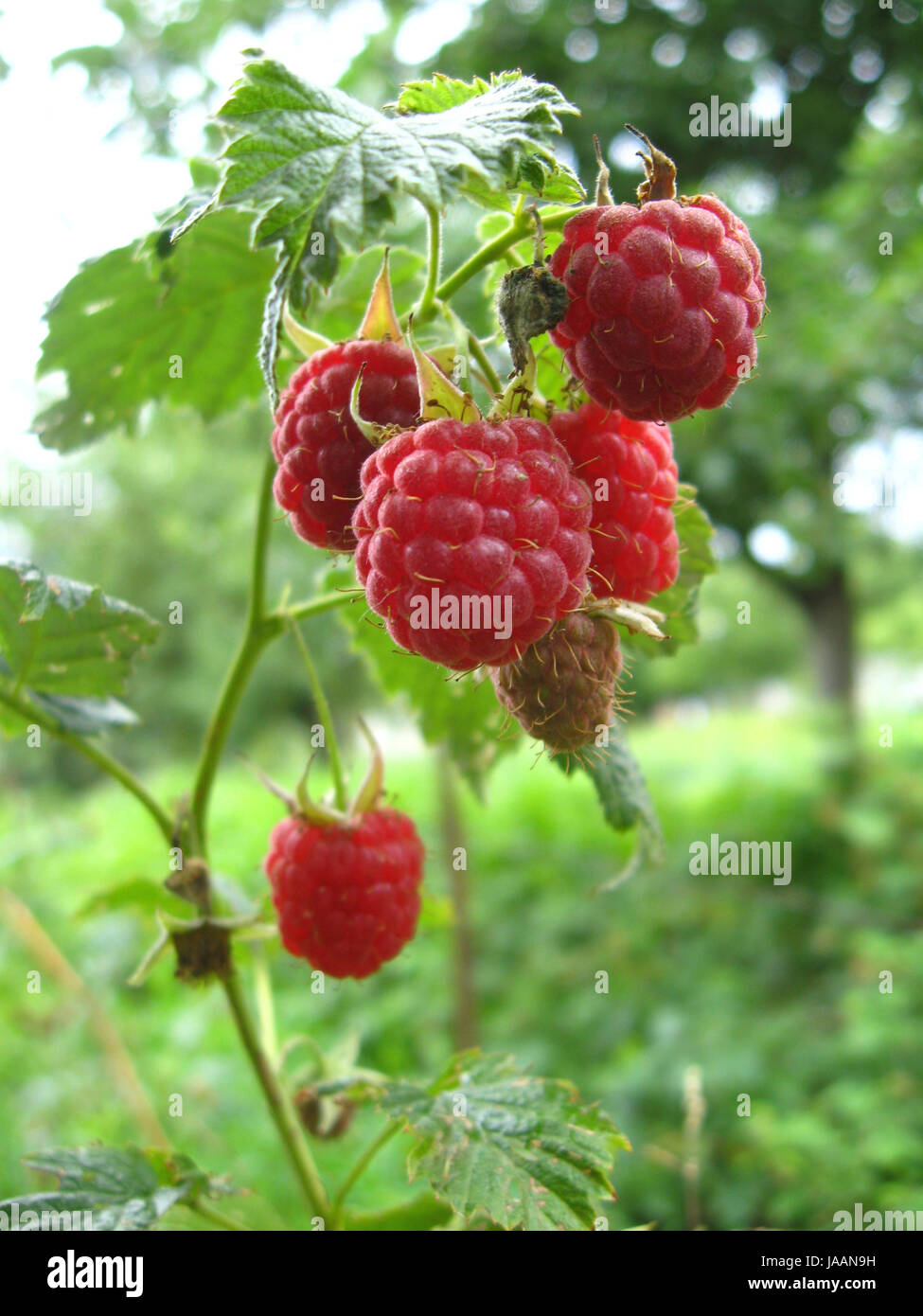 bunch of red ripe and tasty raspberry Stock Photo - Alamy