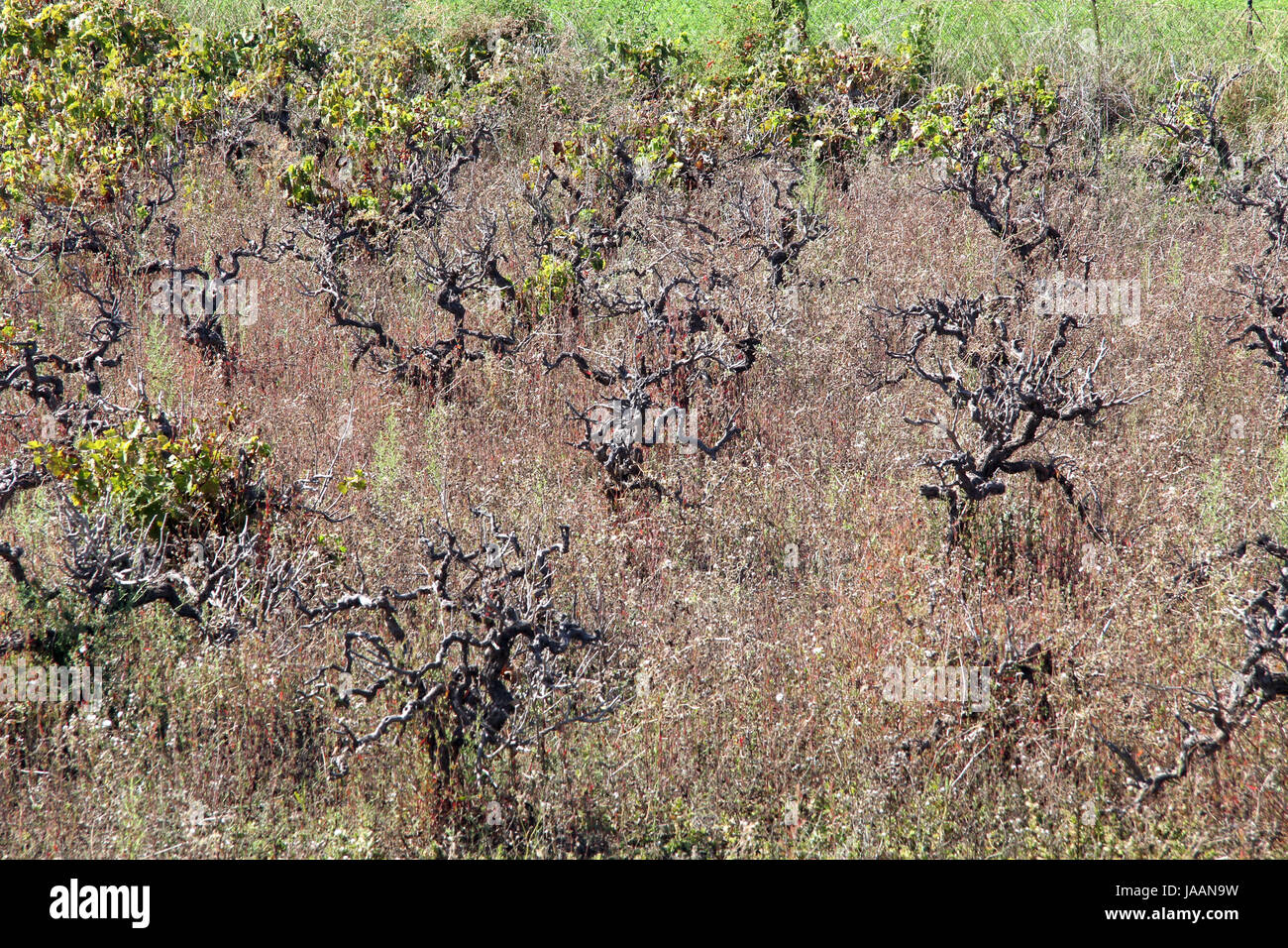 shrubs on a meadow in greece Stock Photo - Alamy