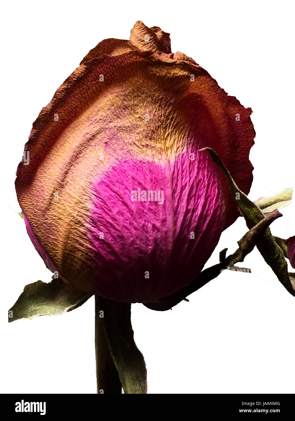 Closed bud pink rose hi-res stock photography and images - Alamy