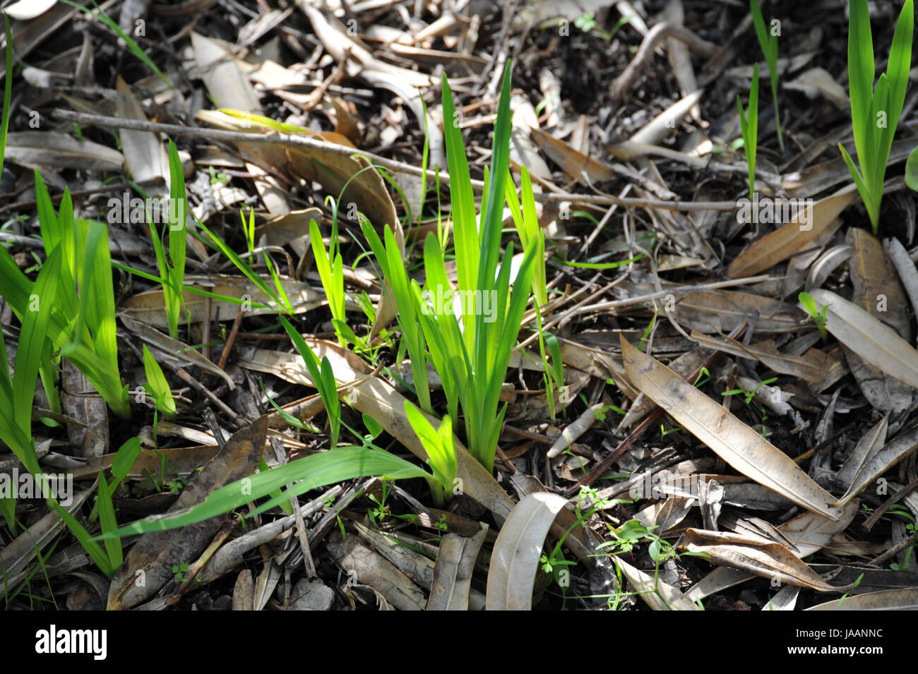spain - frischer trieb Stock Photo - Alamy