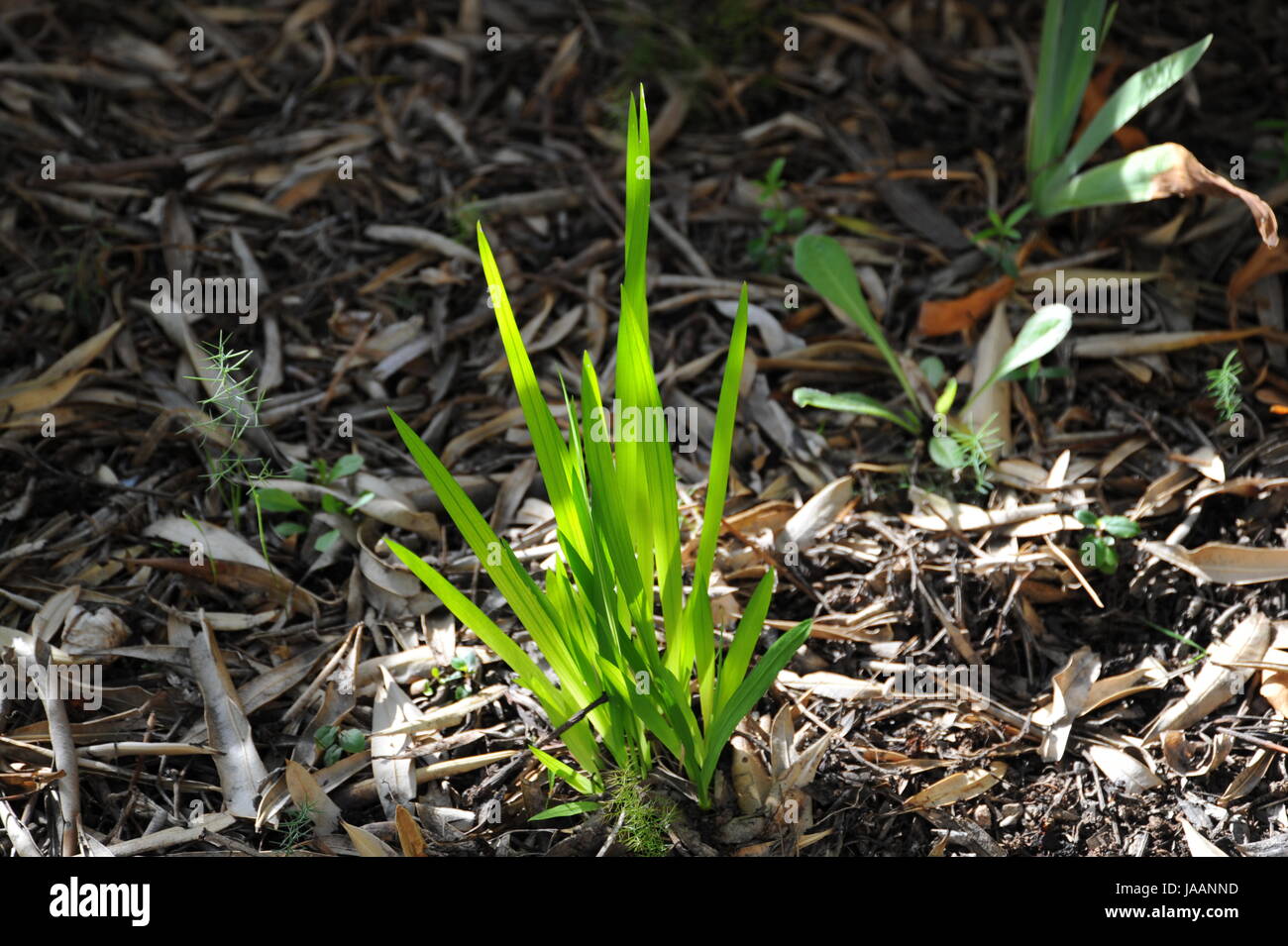 Frischer trieb hi-res stock photography and images - Alamy