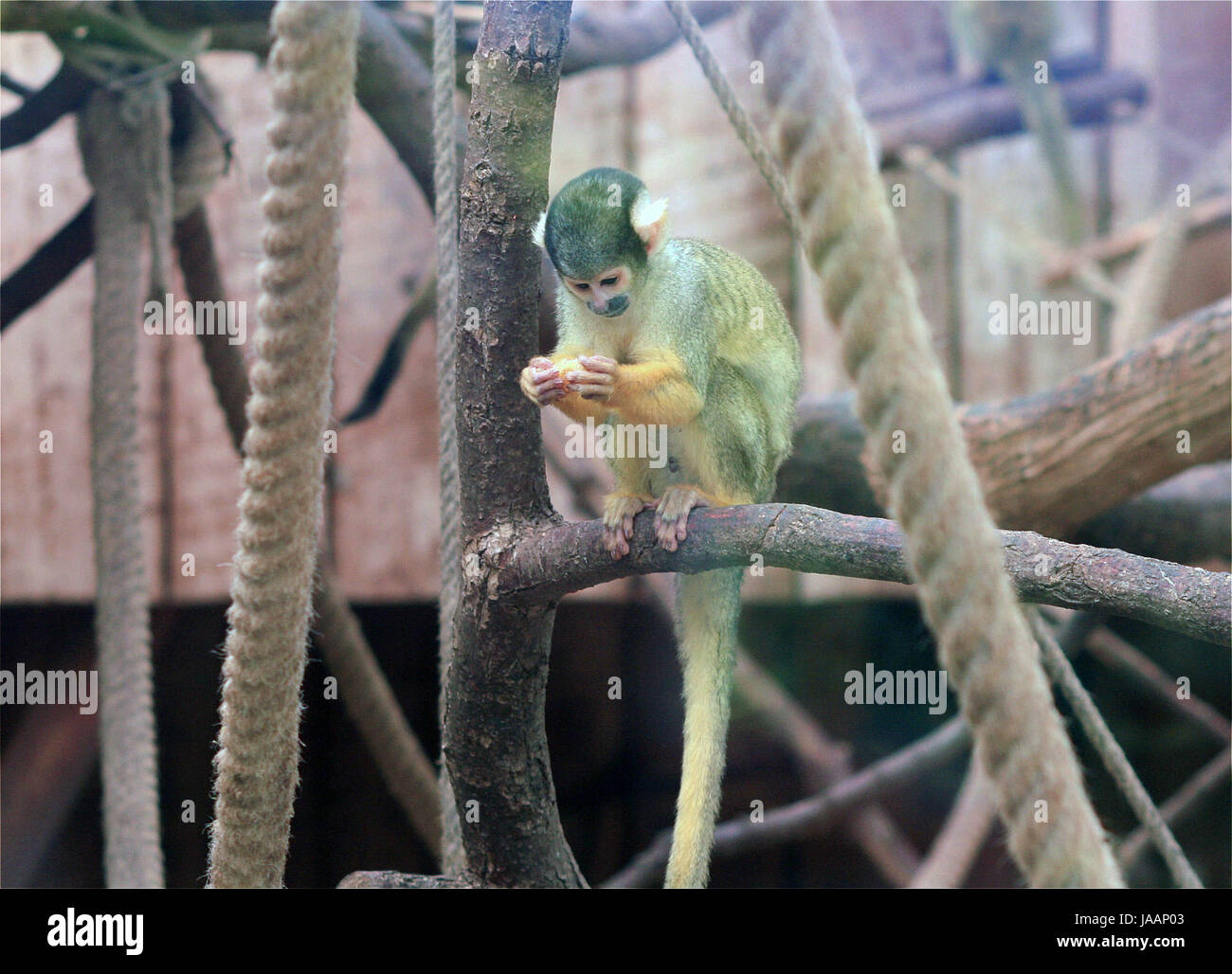 Animal monkey zoological gardens hi-res stock photography and images ...