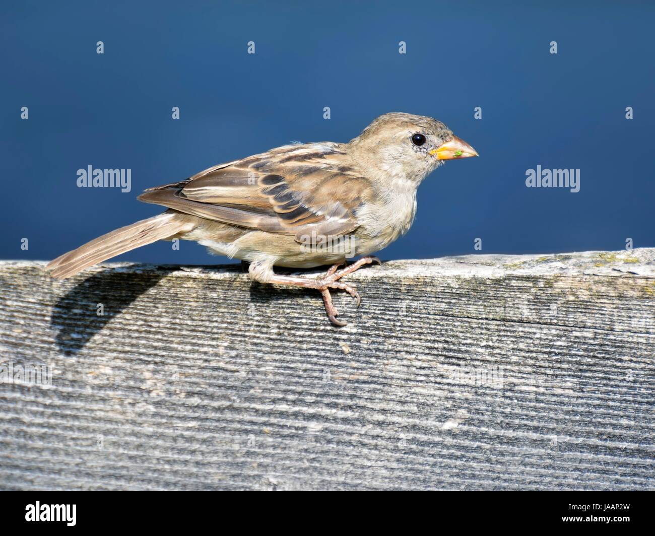 House sparrow bird sitting on the fence Stock Photo - Alamy