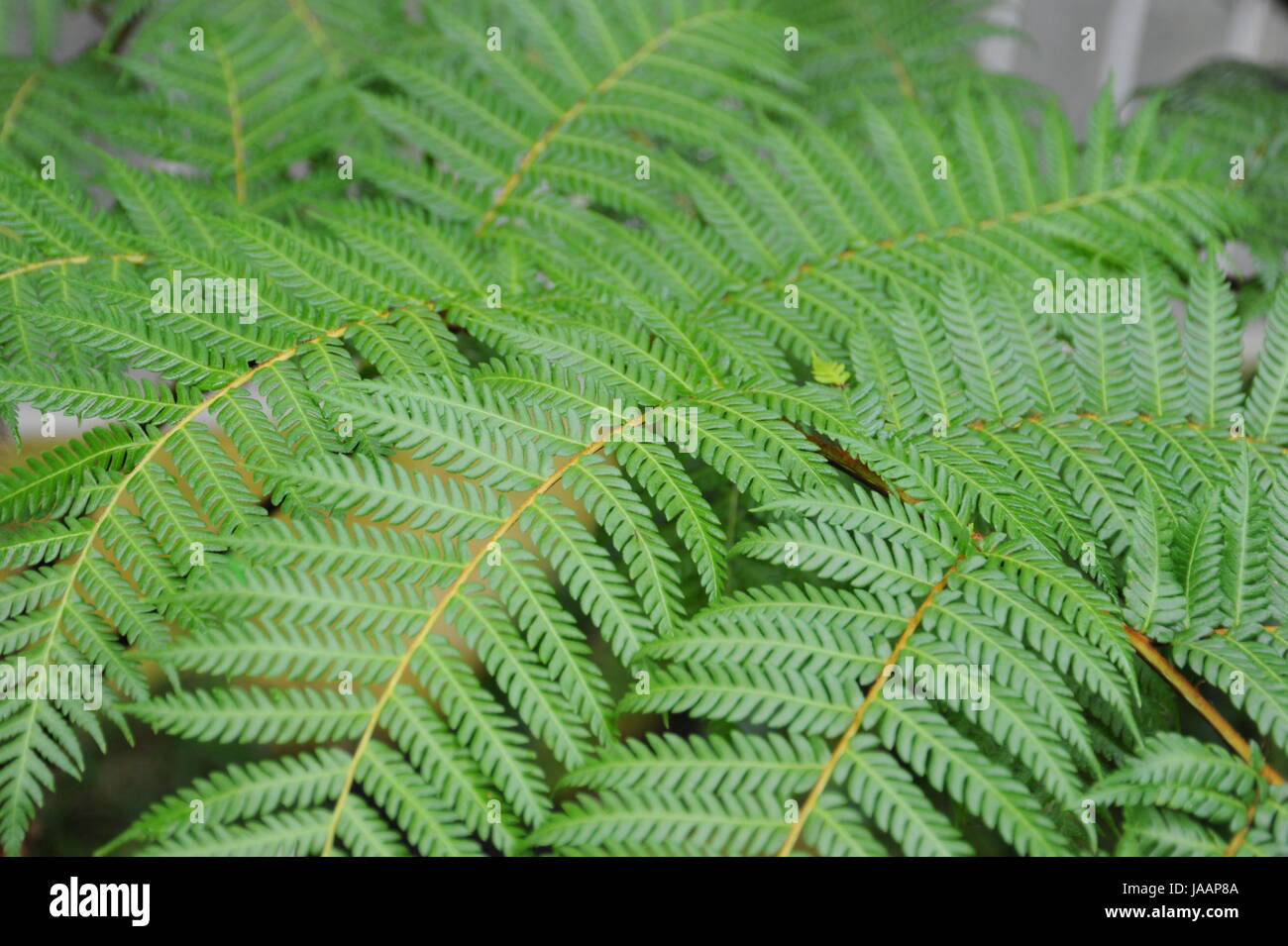 Fern structure hi-res stock photography and images - Alamy