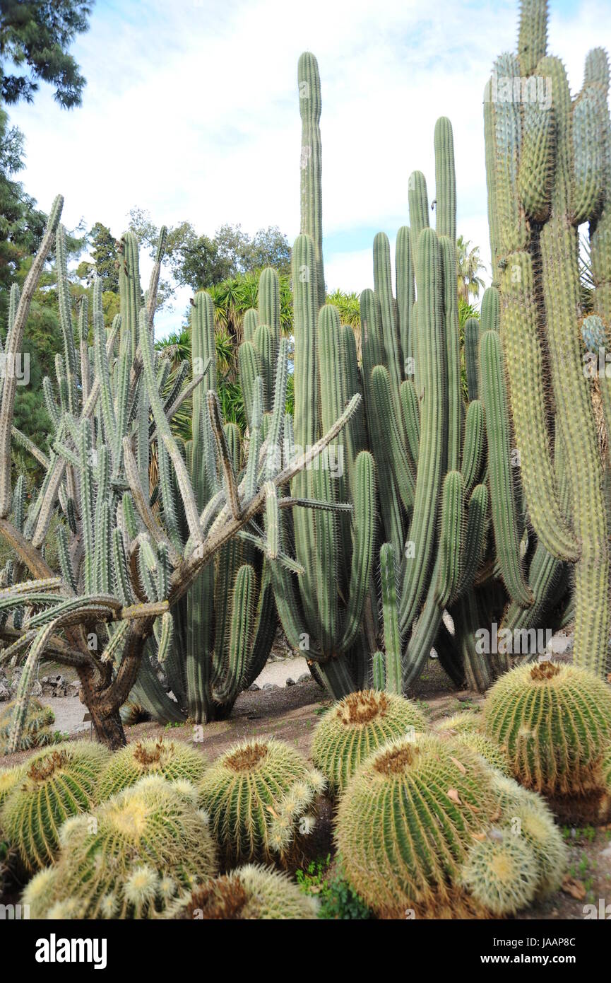 cactus with spines Stock Photo - Alamy