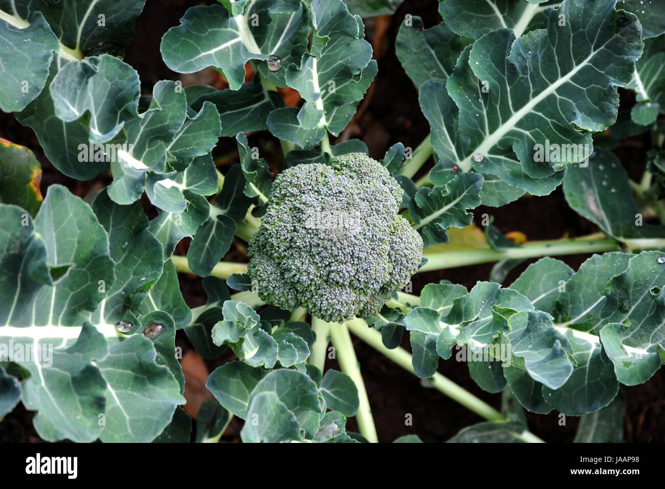 broccoli - broccoli Stock Photo - Alamy