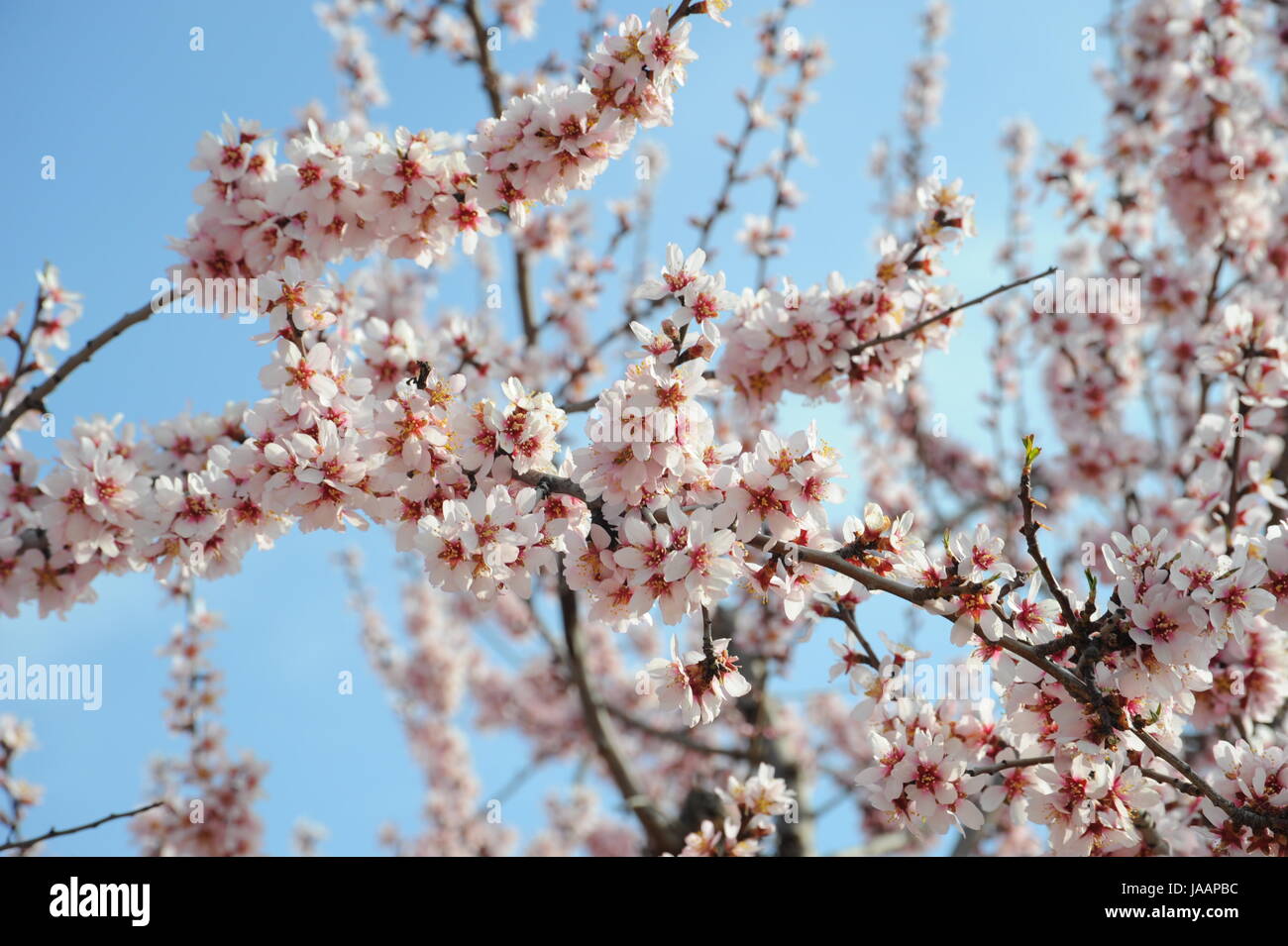 mandelum flower in spain Stock Photo - Alamy