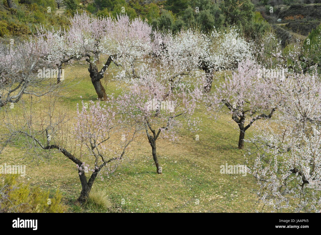 mandelum flower in spain Stock Photo - Alamy