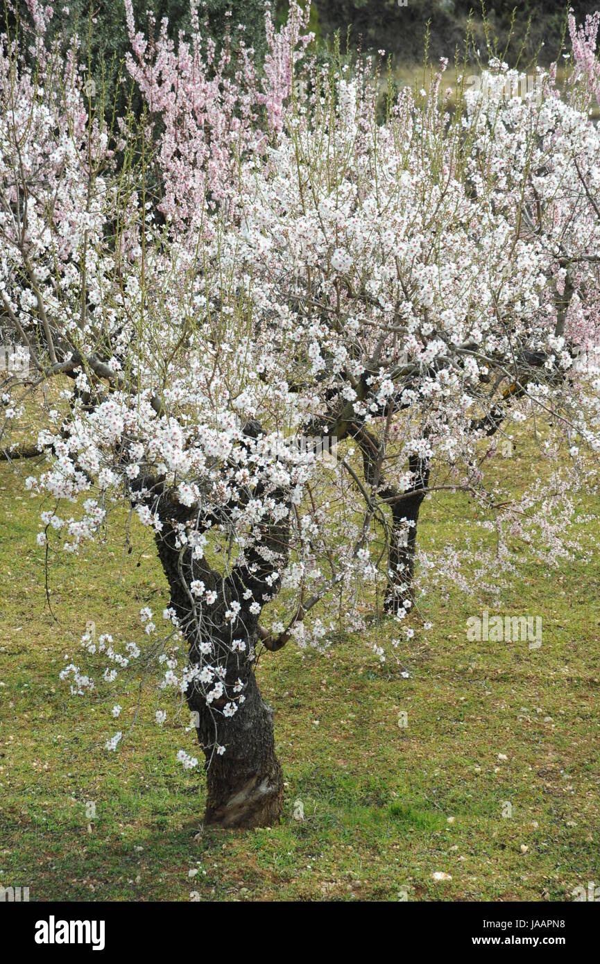 mandelum flower in spain Stock Photo - Alamy