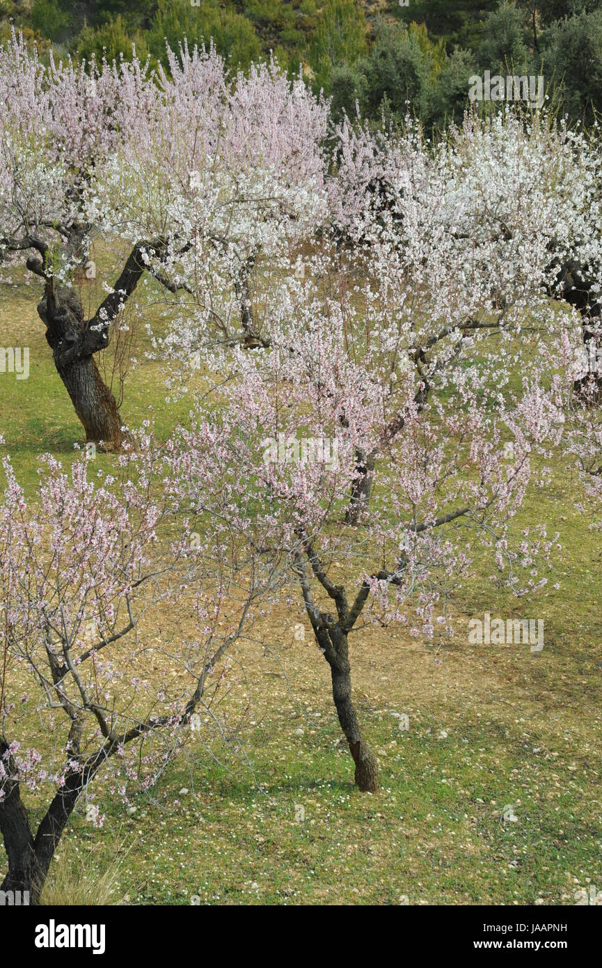 mandelum flower in spain Stock Photo - Alamy