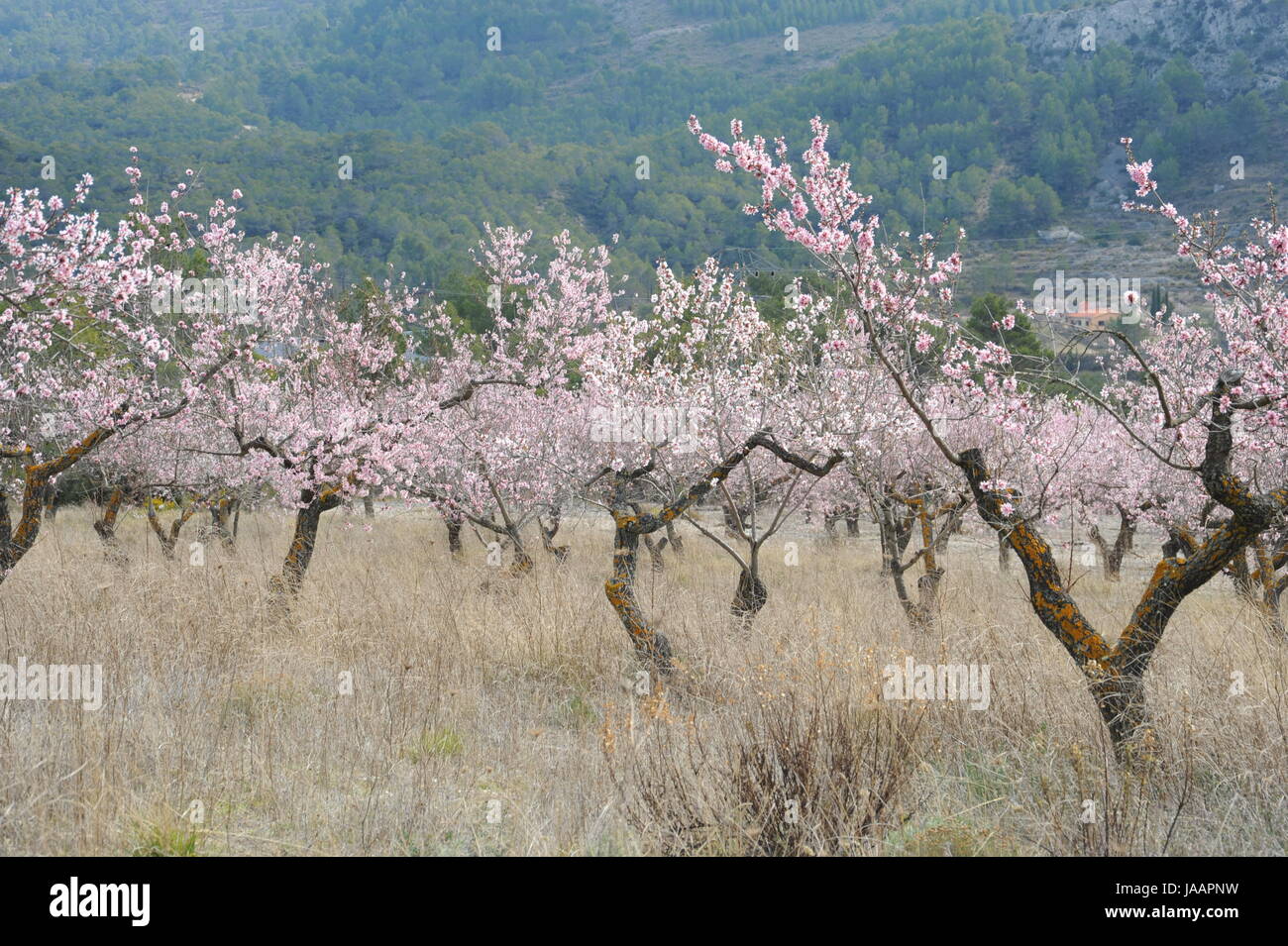 mandelum flower in spain Stock Photo - Alamy